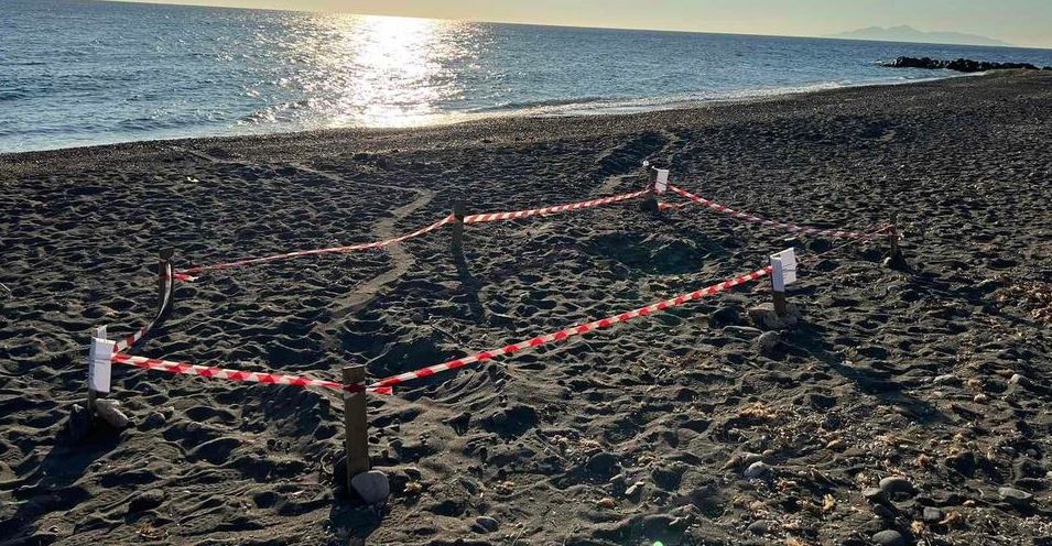 Παρέμβαση από το 1ο Συστήμα Προσκόπων Θήρας για γεννήσει σε παραλία της ...